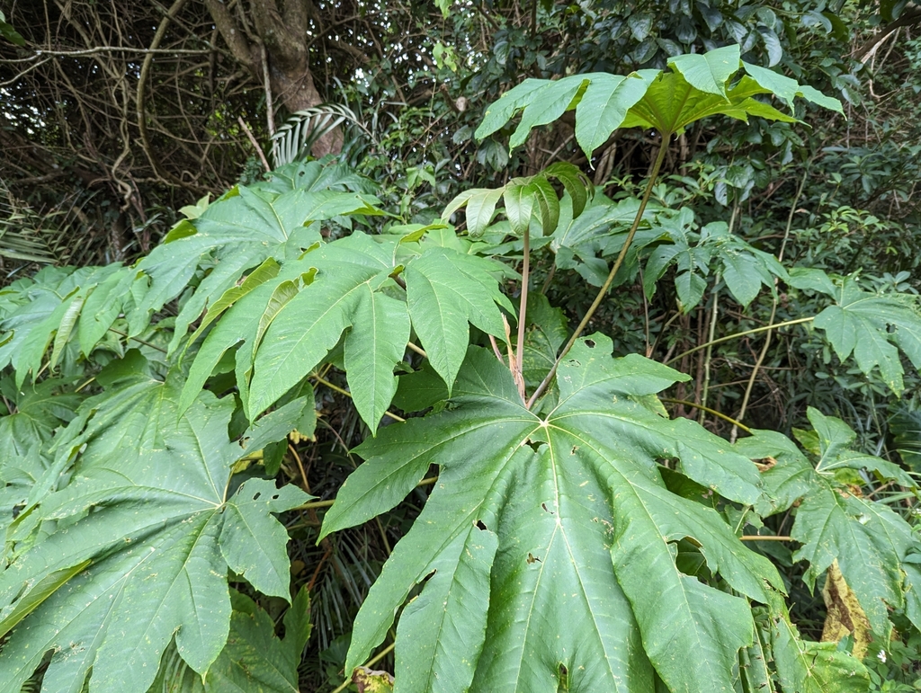Rice paper plant from 335台灣桃園市大溪區桃園縣大溪鎮 on October 22, 2023 at 08:06 AM ...