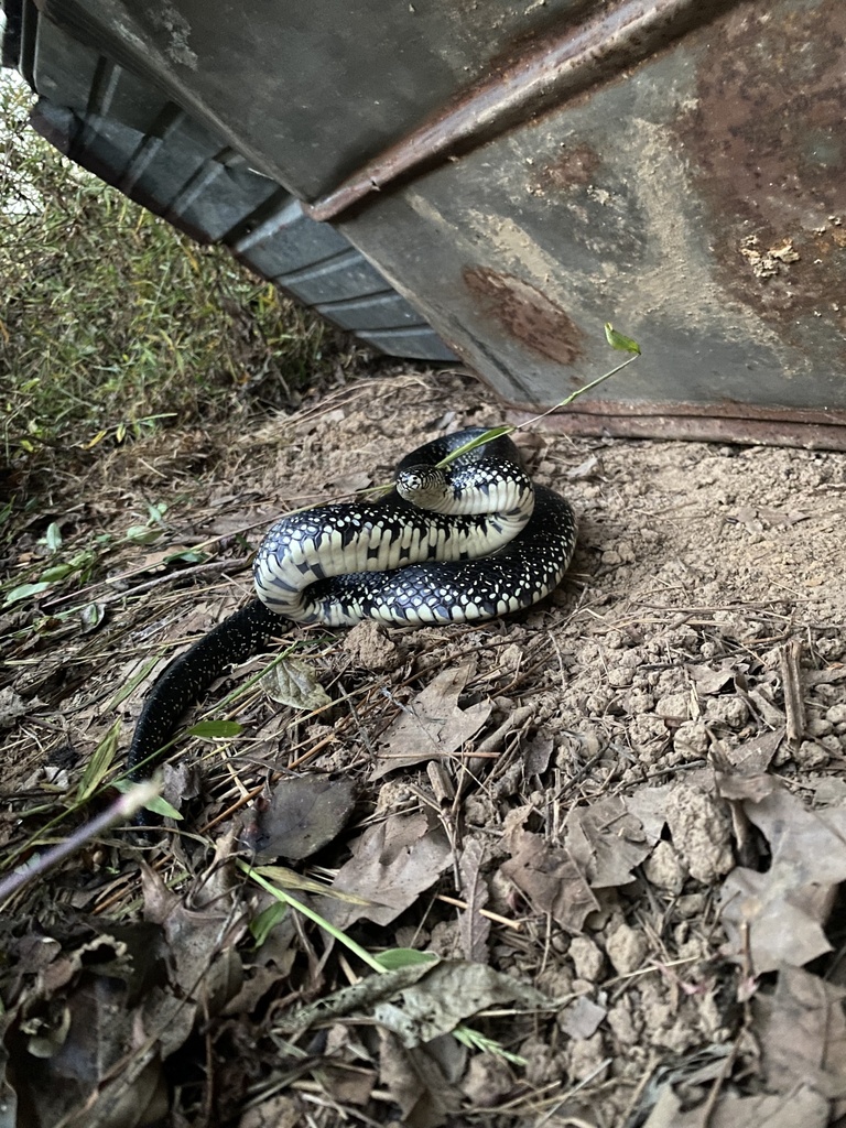 Black Kingsnake from Utica, KY, US on October 21, 2023 at 06:11 PM by ...