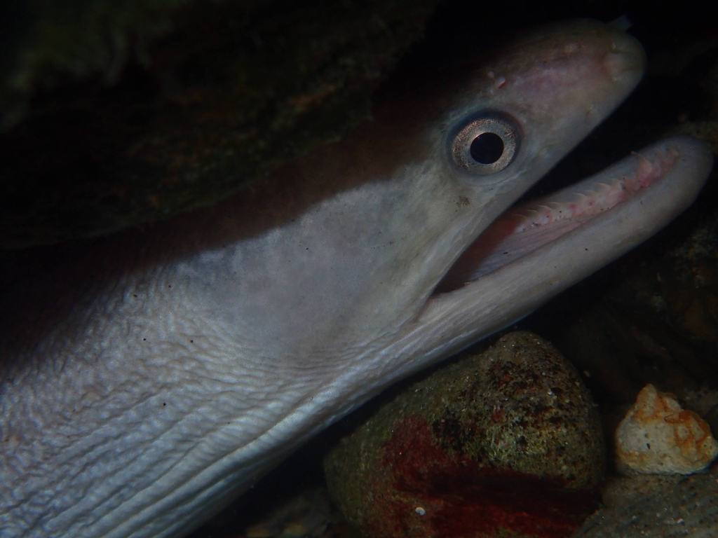 Common Morays in October 2023 by Phoebe Gallagher. Found is a shallow ...