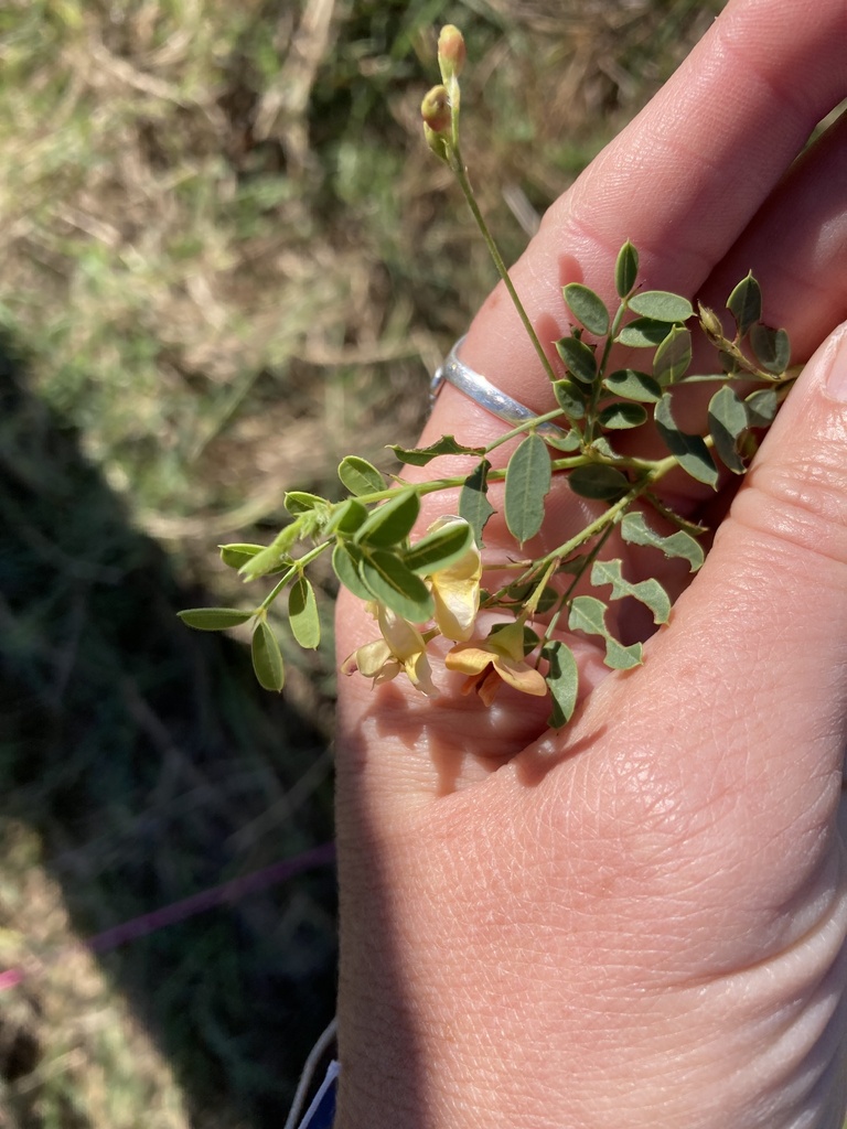 Rattlebush from Billig Lane, Paige, TX, US on October 16, 2023 at 10:08 ...