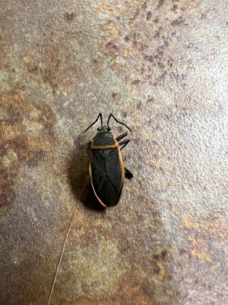 Eastern Bordered Plant Bug from W Front St N, Thomasville, AL, US on ...