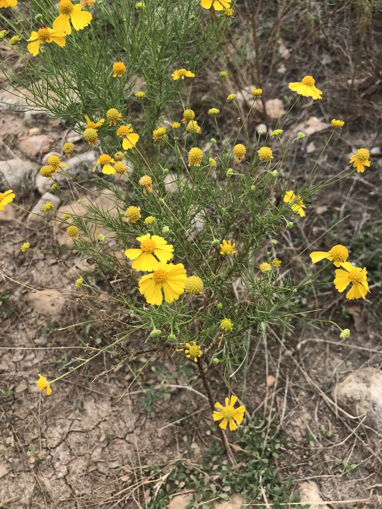 Bitterweed from Horseshoe Bay, TX, US on October 21, 2023 at 03:01 PM ...