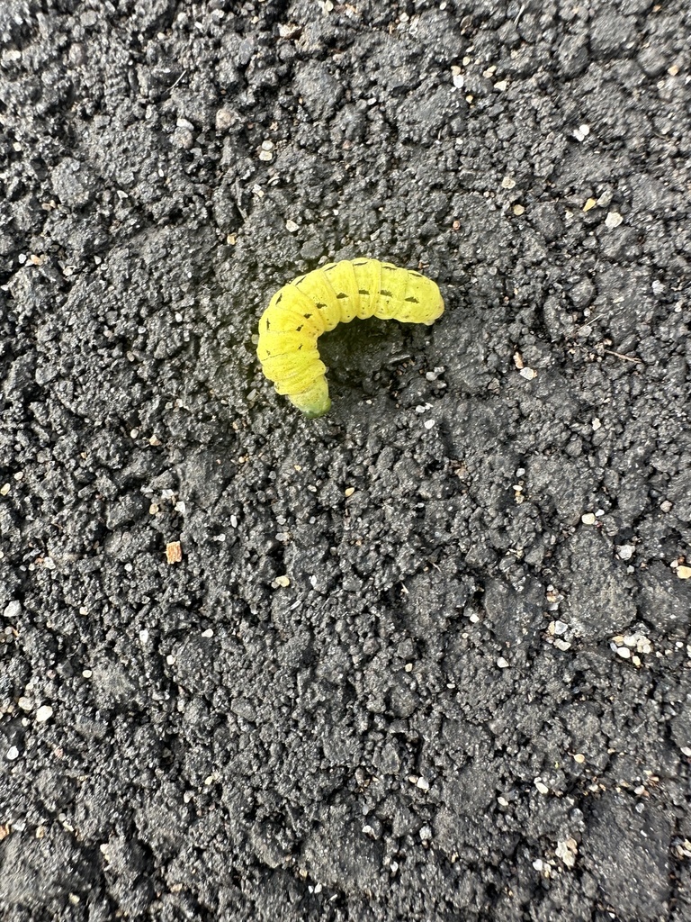 Large Yellow Underwing from Long Island, Lynbrook, NY, US on October 22 ...