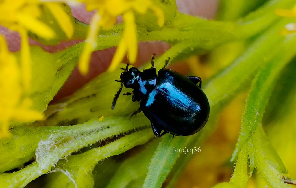 Nonarthra cyanea from 中国江苏省南京市江宁区 on October 22, 2023 at 02:44 PM by ...