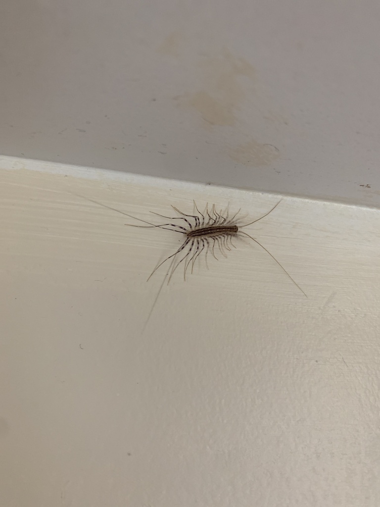 House Centipede from Des Peres Ave, St. Louis, MO, US on October 22 ...