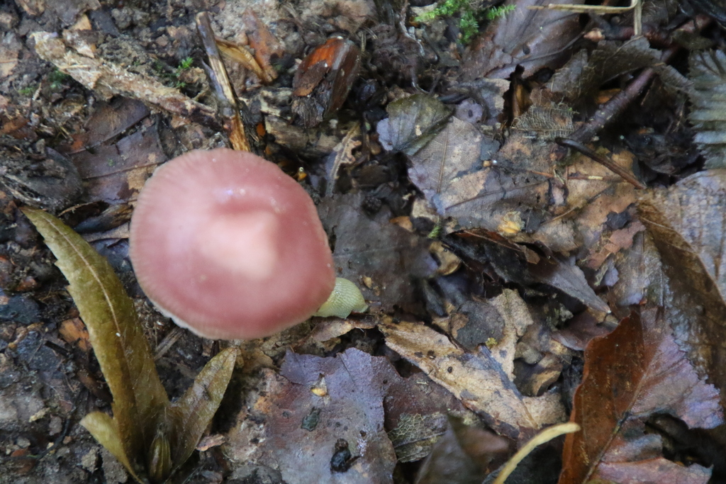 Hedgehog Slug from 76770 Houppeville, France on October 15, 2023 at 11: ...