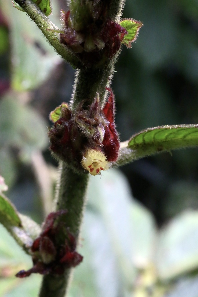 Columnea capillosa in August 2016 by Dr. Alexey Yakovlev. Along Rio ...