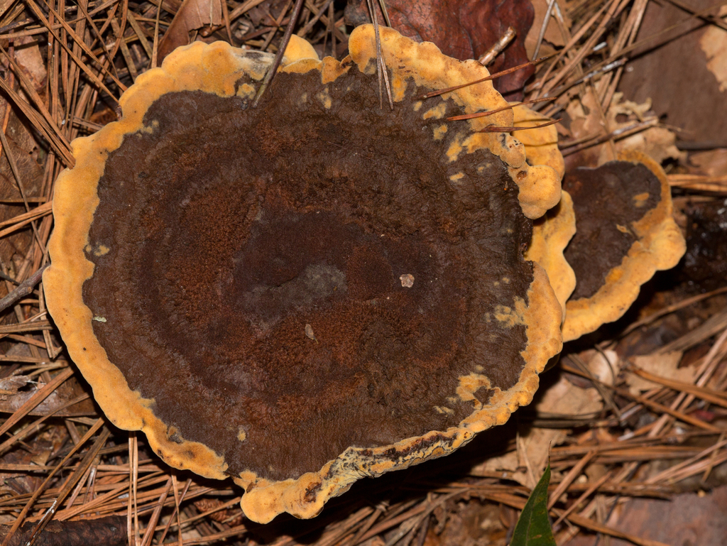 Dyer's Polypore from Jones County, NC, USA on September 26, 2023 at 09: ...
