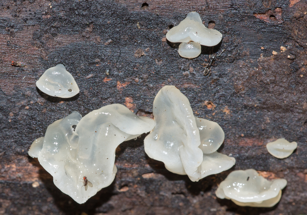 snow fungus from Jones County, NC, USA on September 26, 2023 at 10:15 ...