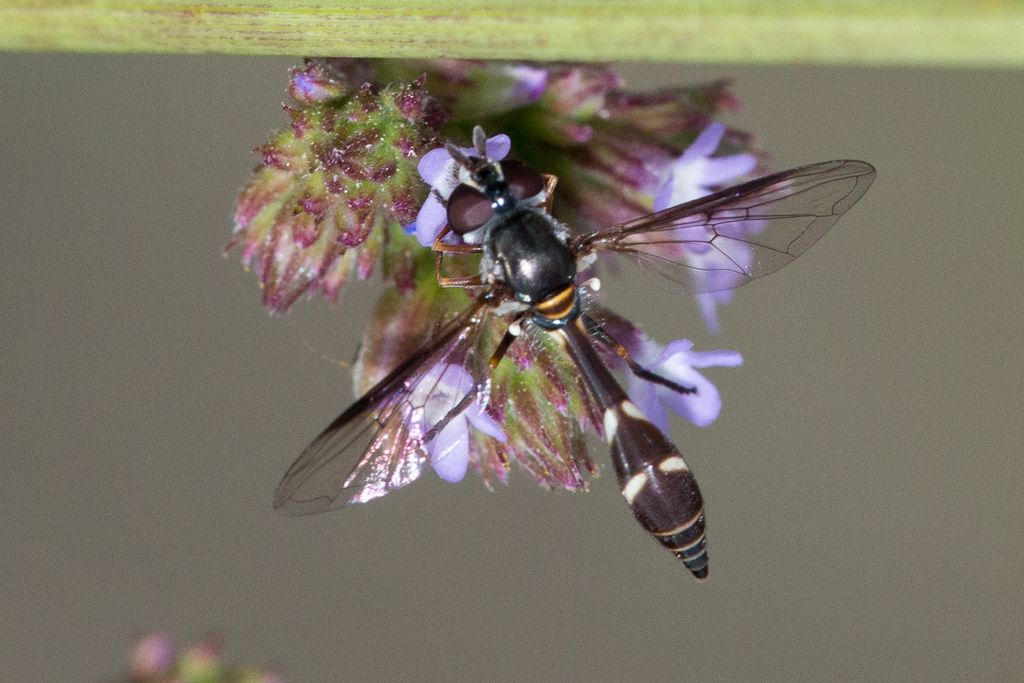 Four-speckled Hover Fly from Pitt County, NC, USA on September 26, 2023 at 04:36 PM by Joshua ...