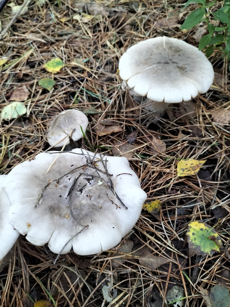 Cloudy Clitocybe from Edinburgh EH16, UK on October 22, 2023 at 02:12 ...