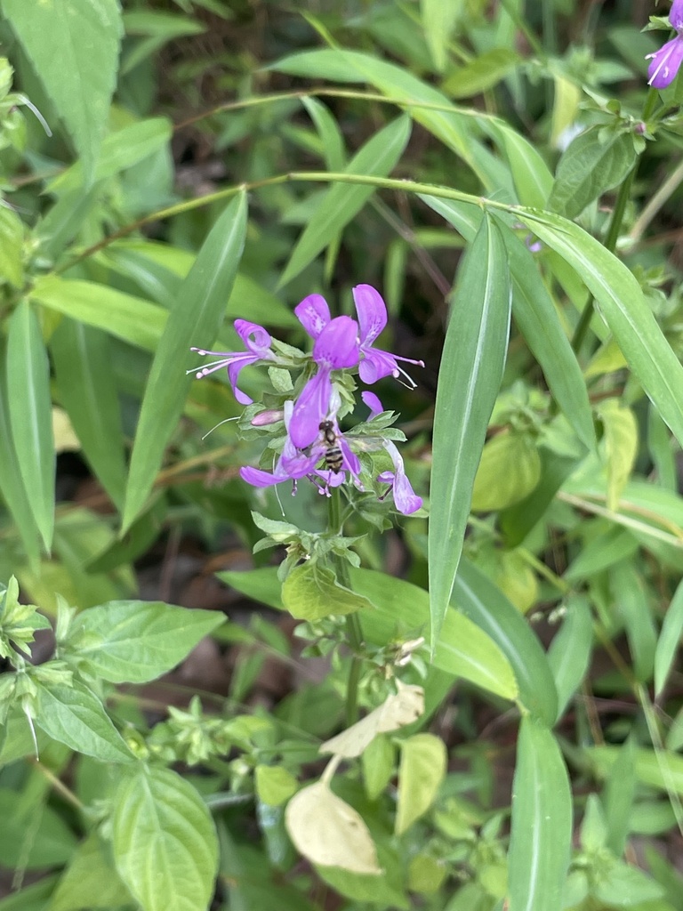 False Mint from Dacian Rd, Raleigh, NC, US on September 17, 2023 at 11: ...