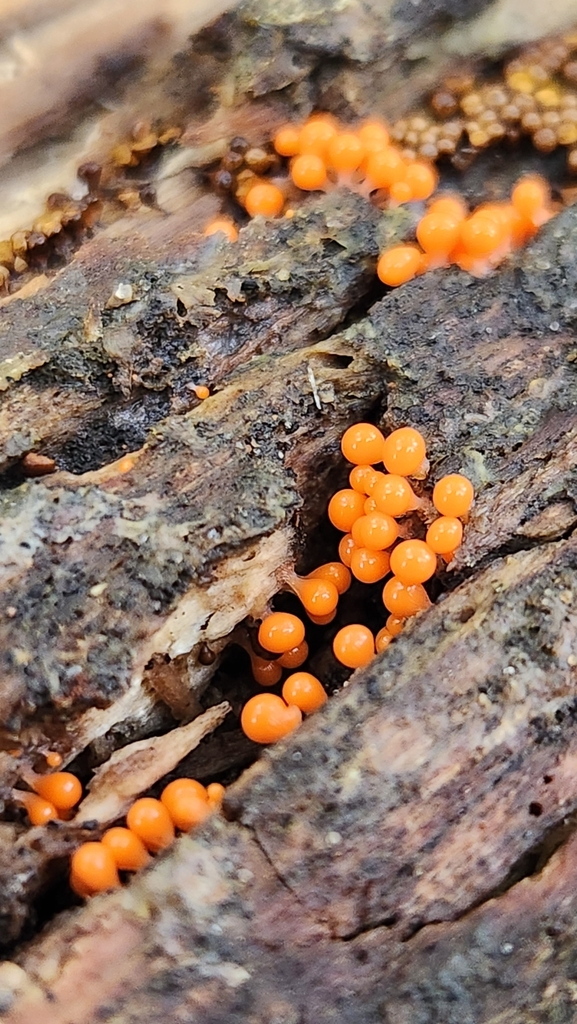 Trichia varia from Marilla Township, MI, USA on October 22, 2023 at 12: ...