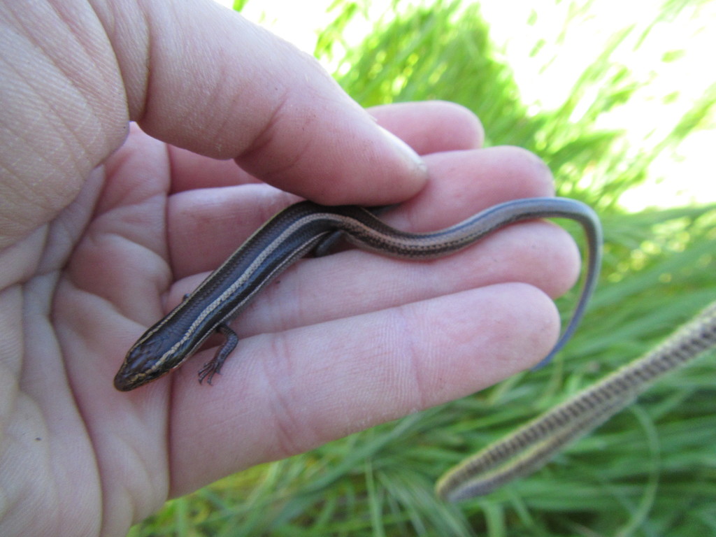 Western Skink in March 2019 by Nathan · iNaturalist
