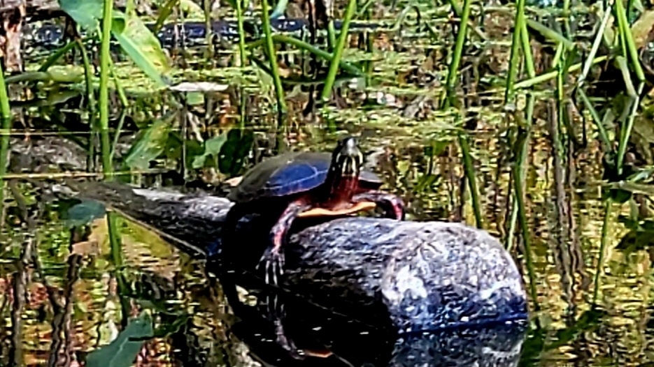 Midland Painted Turtle from Green Township, IN, USA on October 22, 2023 ...