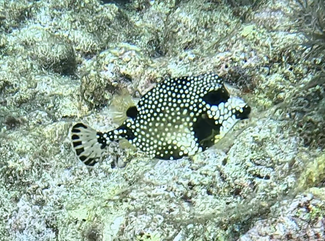 Smooth Trunkfish on October 22, 2023 at 03:11 PM by Owen Ridgen ...