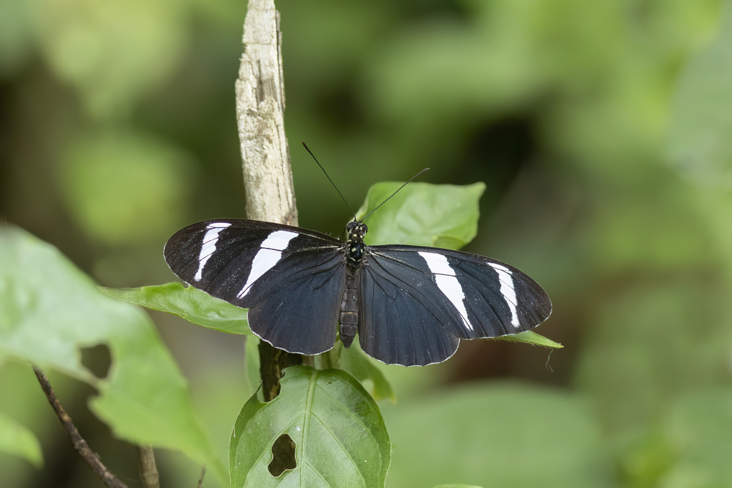 Heliconius antiochus antiochus from Marabá - PA, Brasil on October 21, 2023 at 08:44 AM by Luiz ...