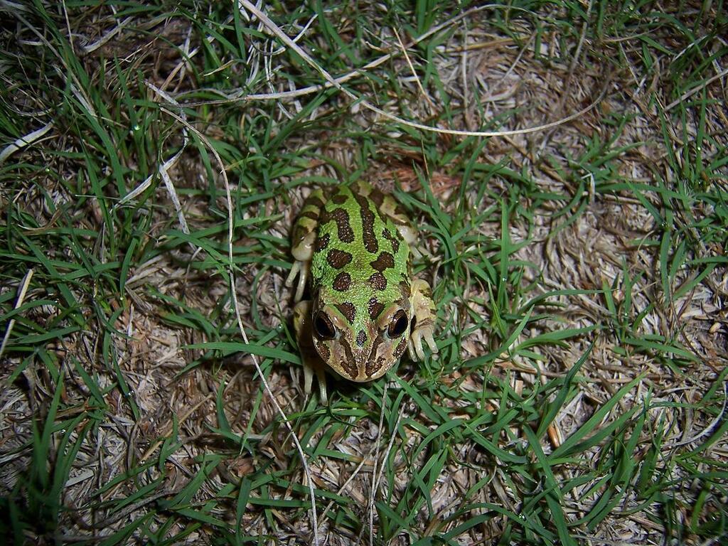 Upland Burrowing Tree Frog from Aguascalientes Municipality ...