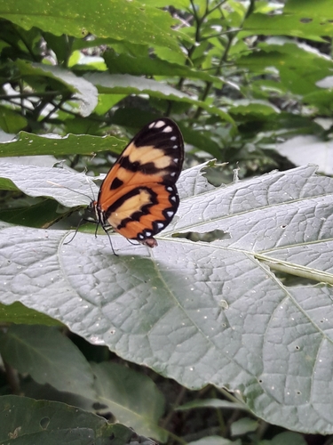 Observations by vivianeodorico · iNaturalist