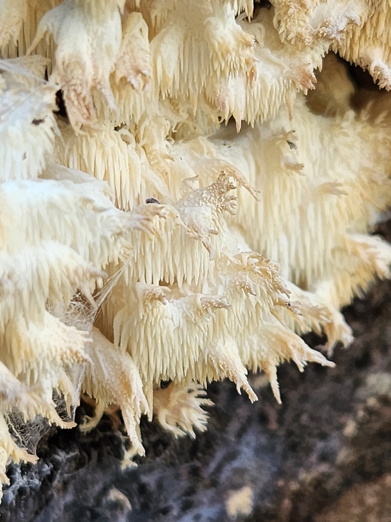 Coral tooth fungus from Pauma Valley, CA 92061, USA on October 22, 2023 ...