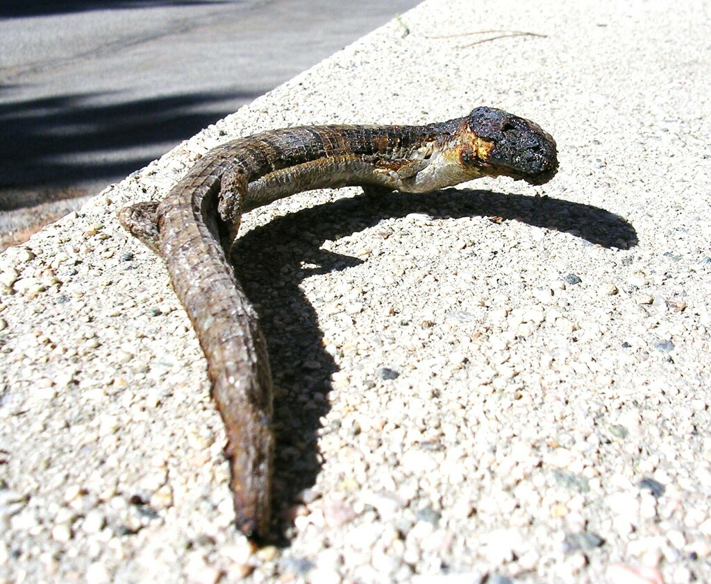 Southern Alligator Lizard from Los Angeles County, CA, USA on October ...