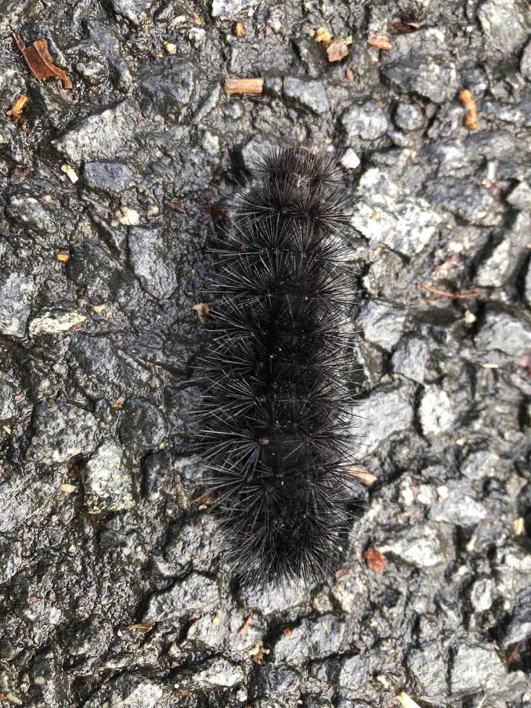 Hypercompe in October 2023 by averythegreat · iNaturalist