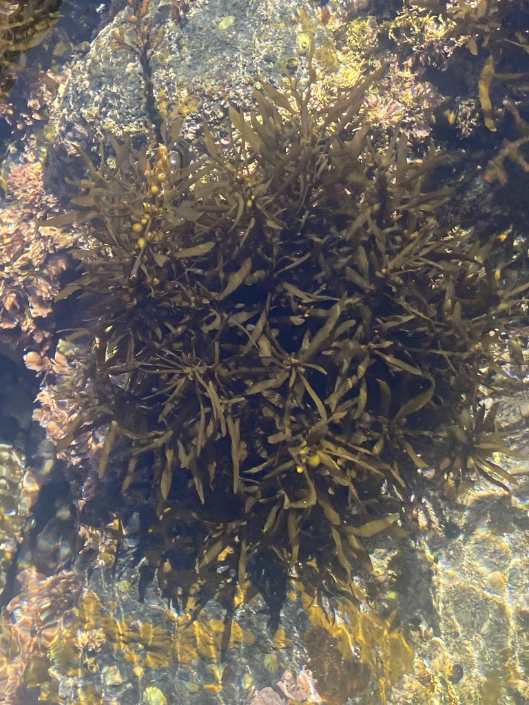 Japanese Wireweed from Gulf Of Santa Catalina, CA, US on October 14 ...