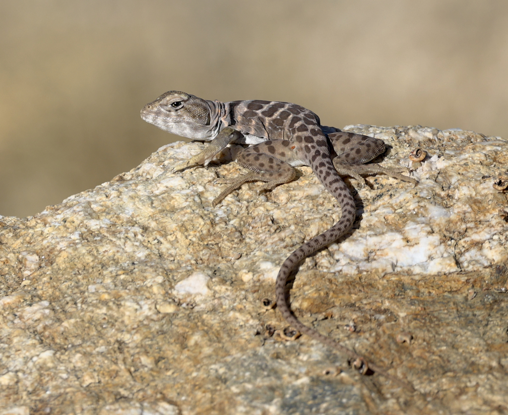 Eastern Collared Lizard from Pima County, AZ, USA on October 22, 2023 ...