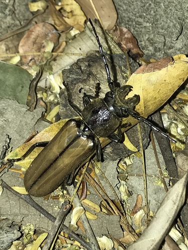 Diploschema mandibulare · iNaturalist