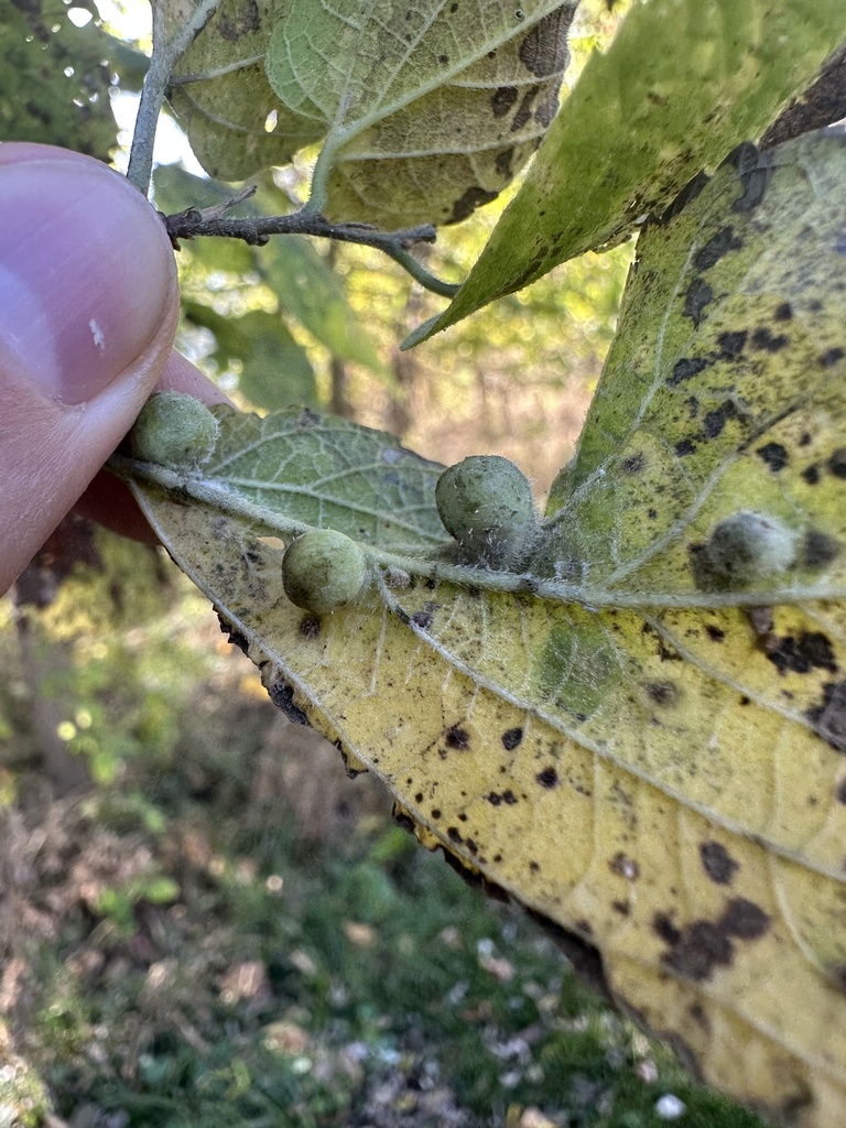 Hackberry Gall Psyllids from Graham Cave State Park, Montgomery City ...