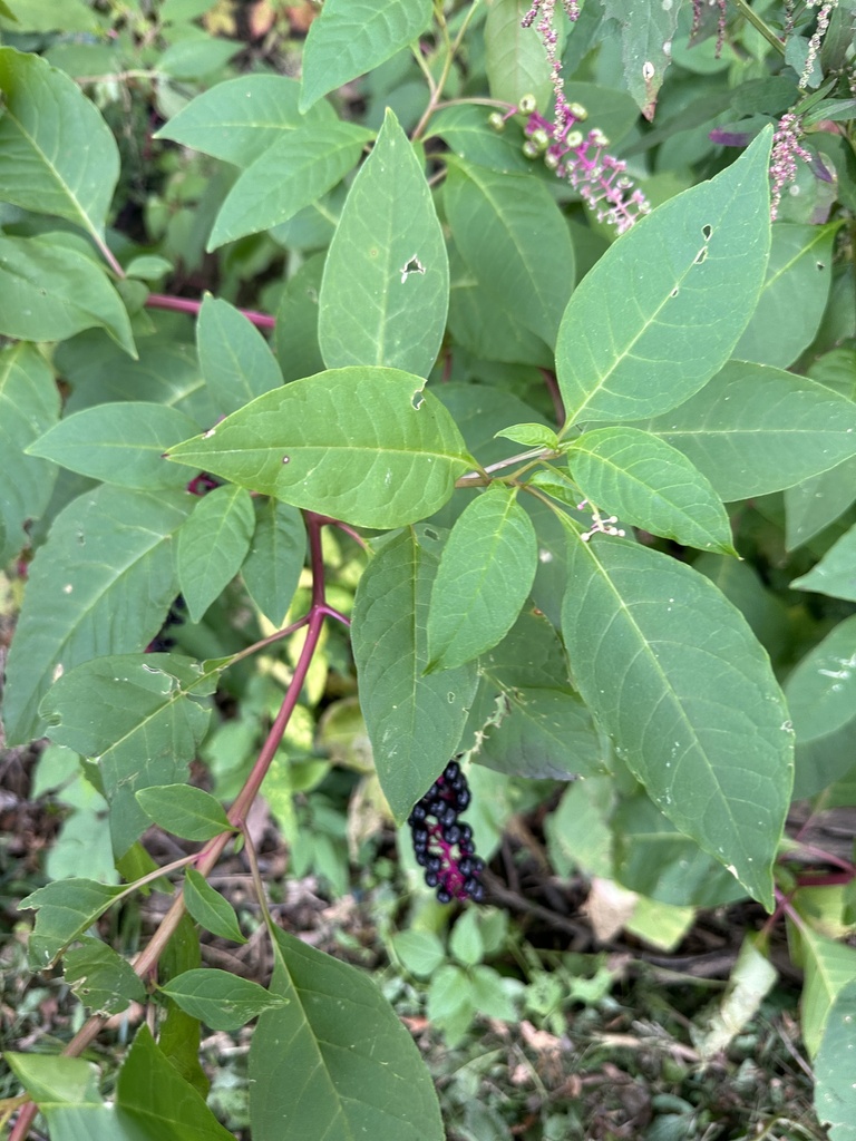 American pokeweed from N 725 East Rd, McLean, IL, US on October 18 ...