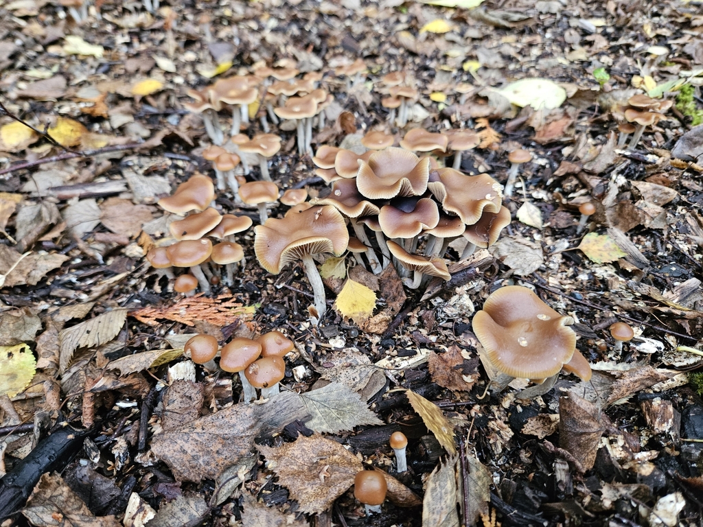 Wavy Cap in October 2023 by kyle · iNaturalist