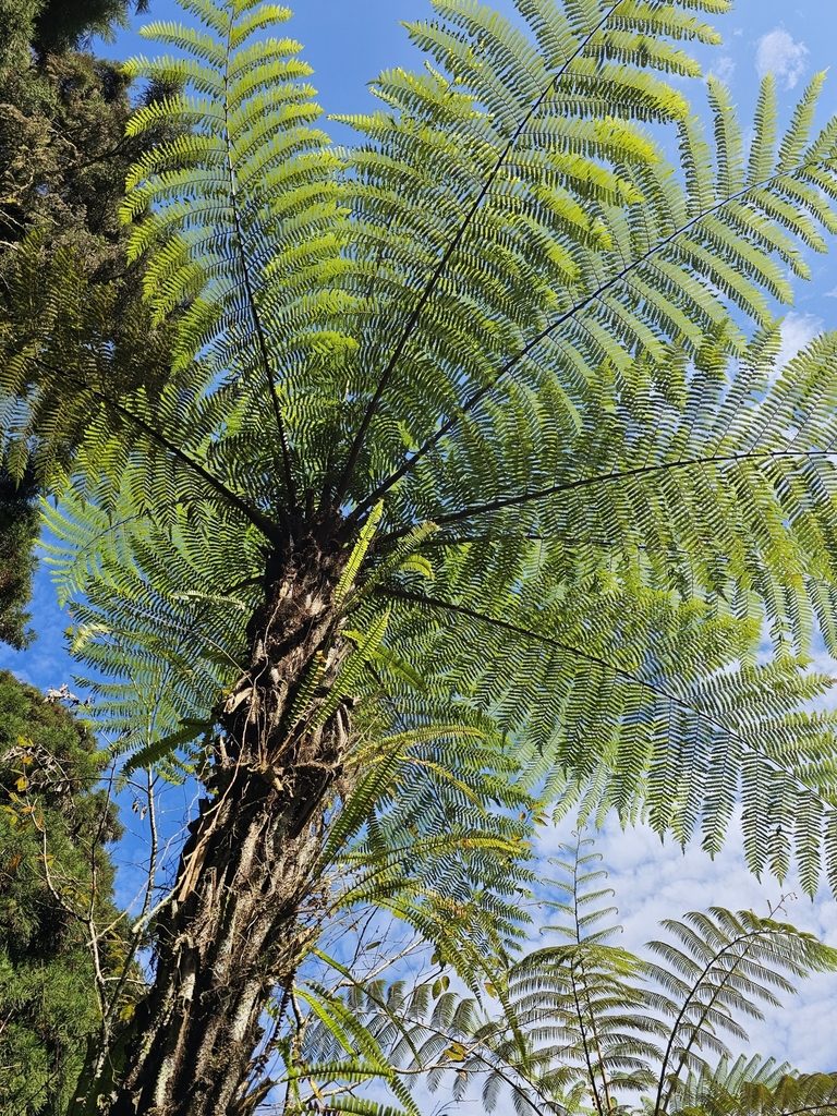 Spiny Tree Fern from 558台灣南投縣鹿谷鄉南投縣鹿谷鄉蕨類標本園 on October 22, 2023 at 09: ...