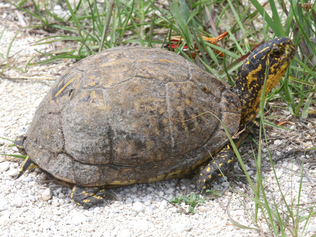Florida Box Turtle from Collier County, FL, USA on June 3, 2023 at 11: ...