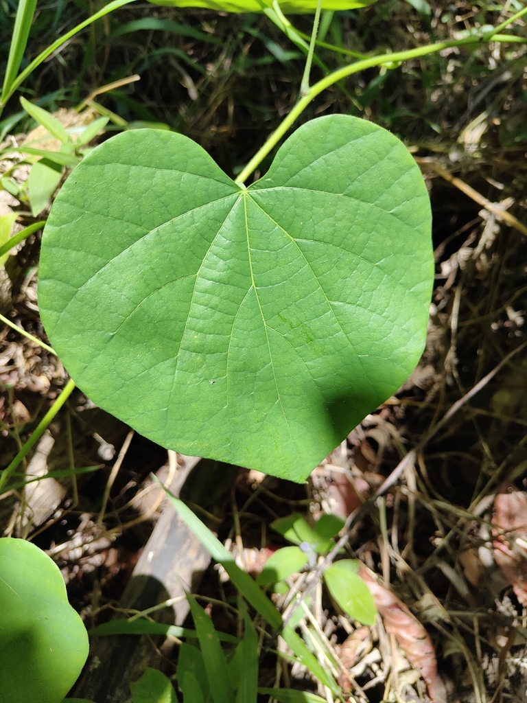 Big-Leaf Vine from Burnside QLD 4560, Australia on October 23, 2023 at ...