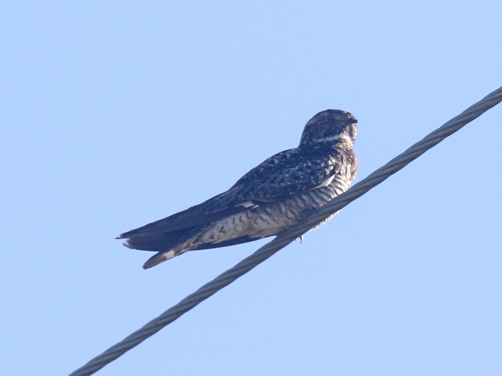 Common Nighthawk from Palm Beach County, FL, USA on July 24, 2022 at 08 ...