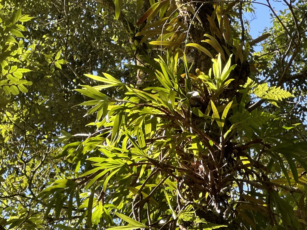 Pinalia formosana from 藤枝國家森林遊樂區, 桃源區, KHH, TW on October 23, 2023 at ...