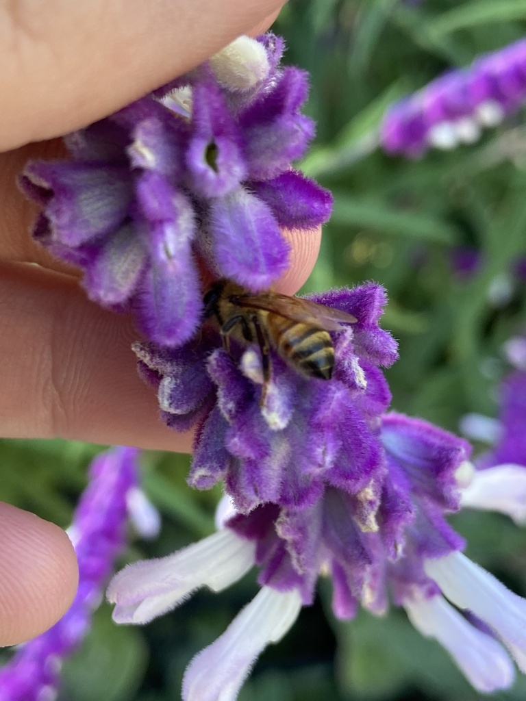 Western Honey Bee from Wheaton Regional Park, Silver Spring, MD, US on ...