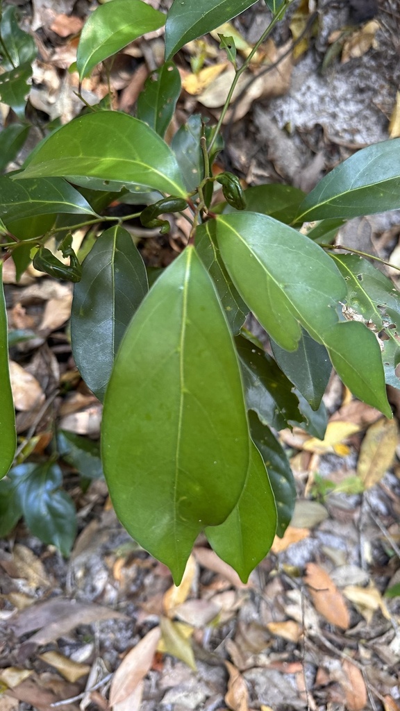 Domatia Tree from K’gari (Fraser Island) Recreation Area, Eurong, QLD ...