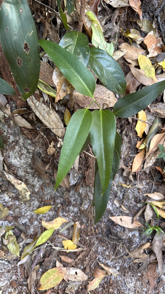 Austral Sarsaparilla from K’gari (Fraser Island) Recreation Area, Eurong, QLD, AU on October 23 ...