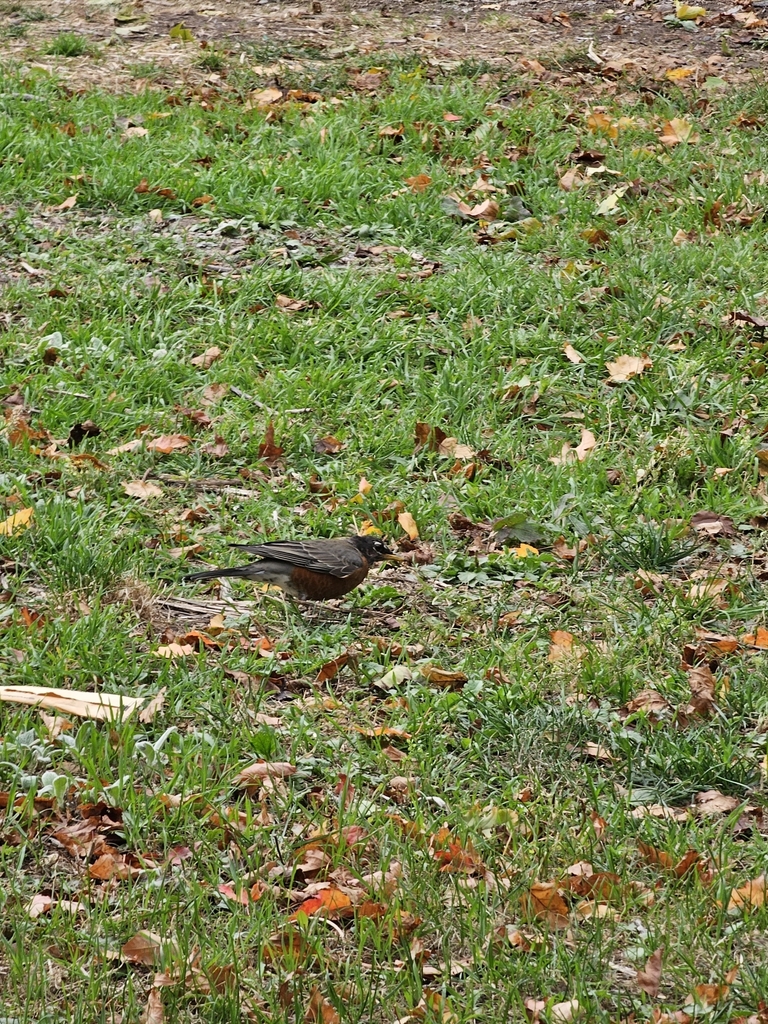 American Robin from Toronto, ON M5V 3L9, Canada on October 19, 2023 at ...