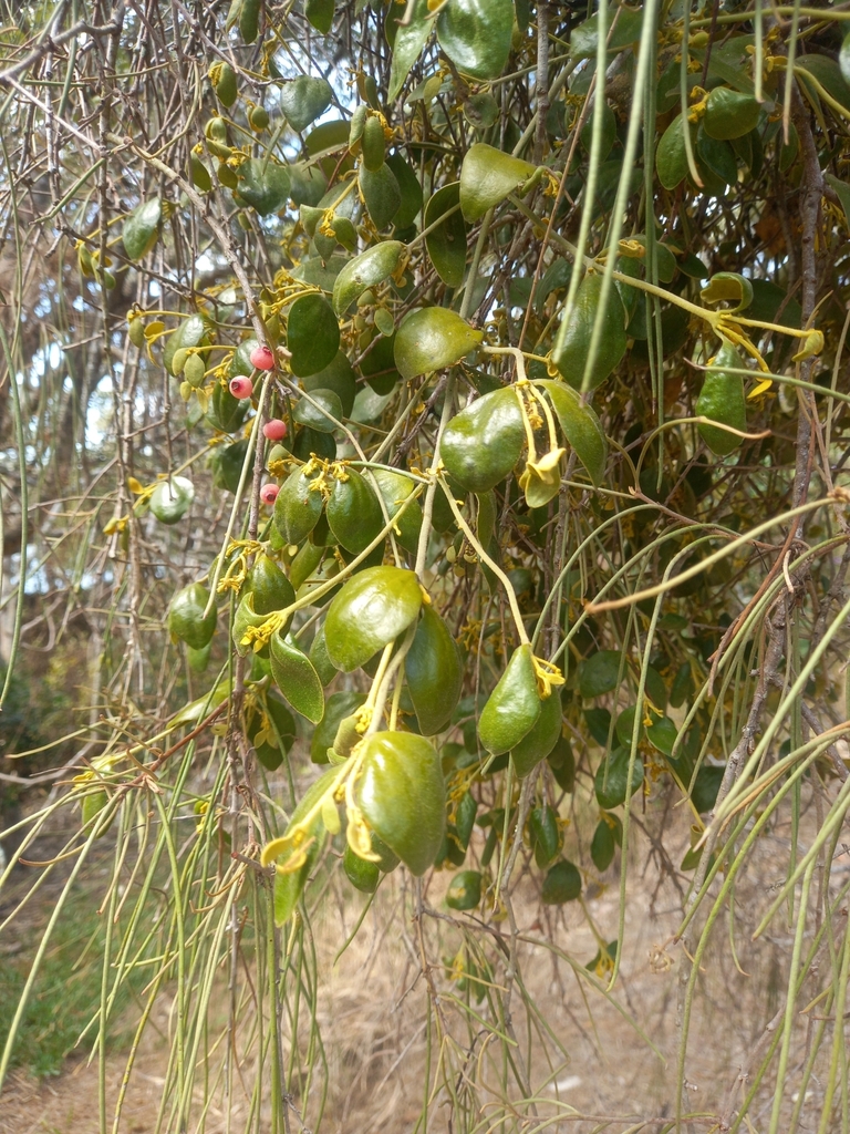 golden mistletoe from Bracken Ridge QLD 4017, Australia on October 11 ...