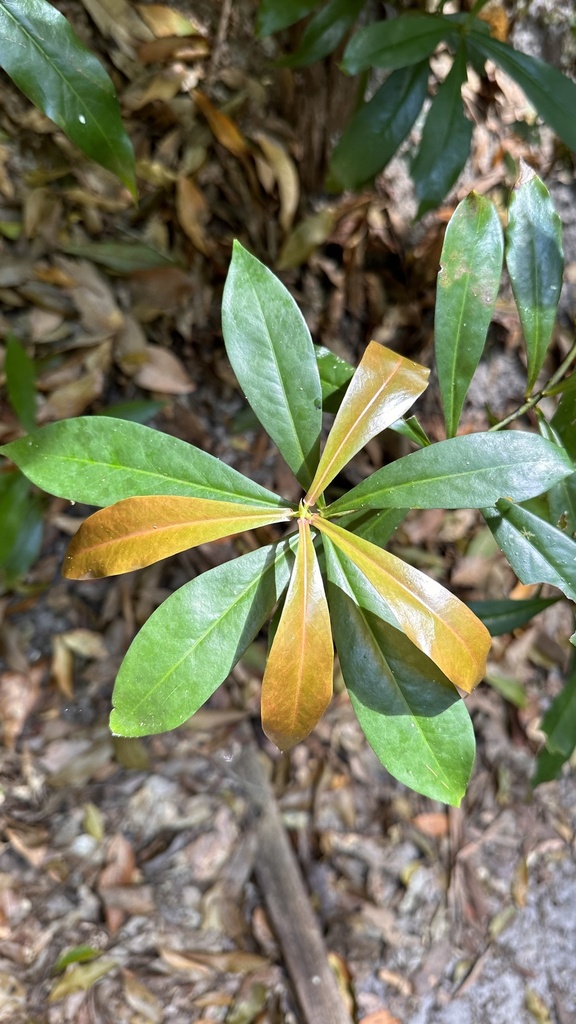 dicots from K’gari (Fraser Island) Recreation Area, Eurong, QLD, AU on ...