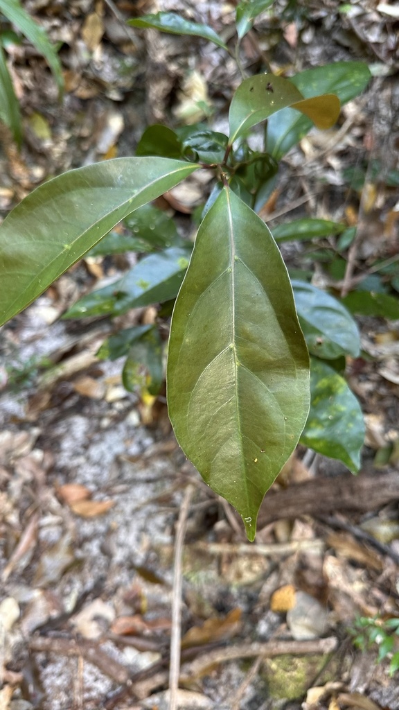 Domatia Tree from K’gari (Fraser Island) Recreation Area, Eurong, QLD ...
