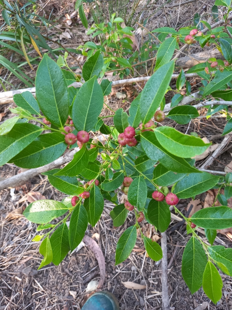 Cheese Tree from Petrie QLD 4502, Australia on October 12, 2023 at 07: ...