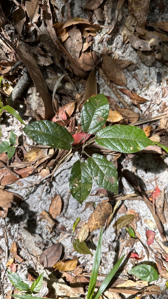 dicots from K’gari (Fraser Island) Recreation Area, Eurong, QLD, AU on ...