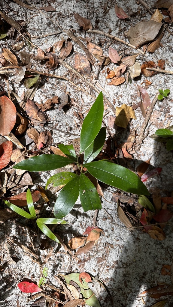 dicots from K’gari (Fraser Island) Recreation Area, Eurong, QLD, AU on ...