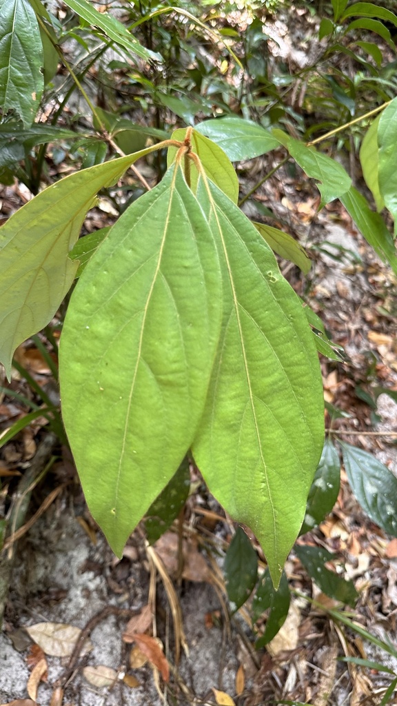 Neolitsea from K’gari (Fraser Island) Recreation Area, Eurong, QLD, AU ...