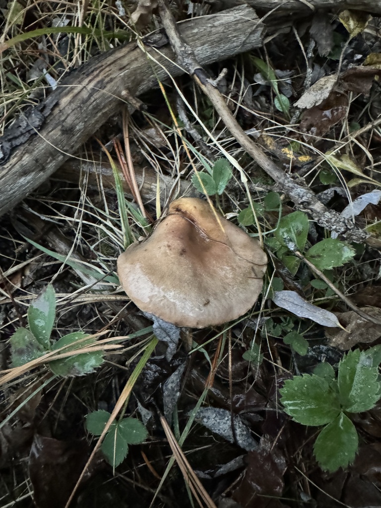 Common Gilled Mushrooms and Allies from Payette National Forest, McCall ...