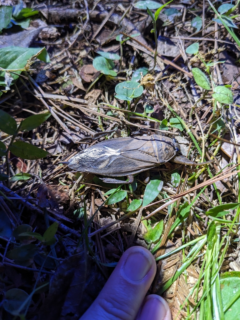 Uhler's Giant Water Bug from Tallahassee, FL 32308, USA on October 22 ...